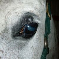Genesee Valley Equine Clinic | Skin Cancers