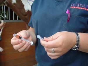 Genesee Valley Equine Clinic | How to Give Intra-Muscular Injections