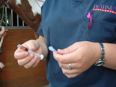 Genesee Valley Equine Clinic | How to Give Intra-Muscular Injections