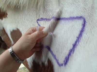 Genesee Valley Equine Clinic | How to Give Intra-Muscular Injections