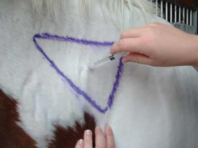 Genesee Valley Equine Clinic | How to Give Intra-Muscular Injections