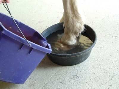 Genesee Valley Equine Clinic | How to Soak and Wrap a Hoof