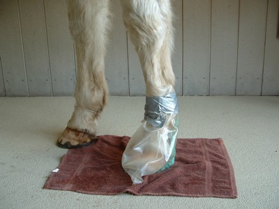 Genesee Valley Equine Clinic | How to Soak and Wrap a Hoof
