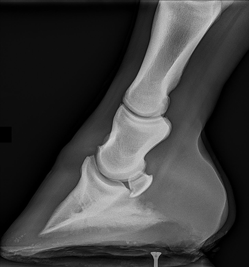 Genesee Valley Equine Clinic | Radiography and Ultrasonography Services